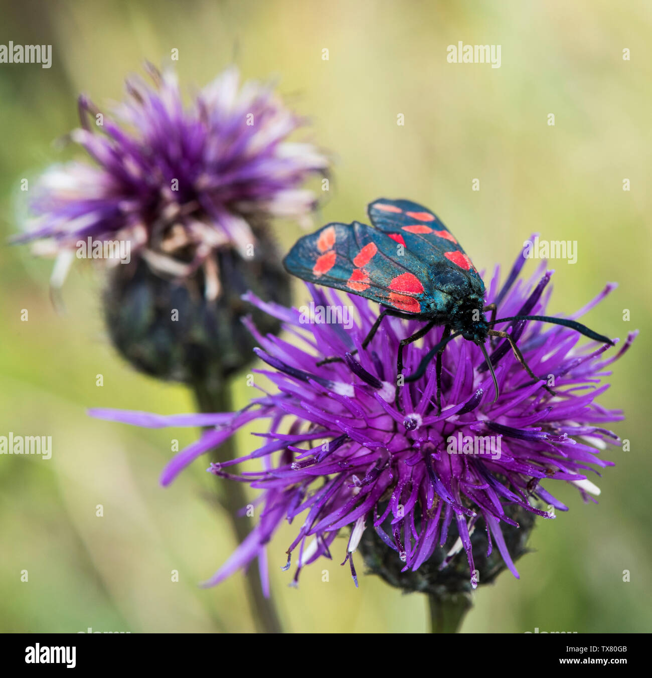 Moth wings hi-res stock photography and images - Alamy