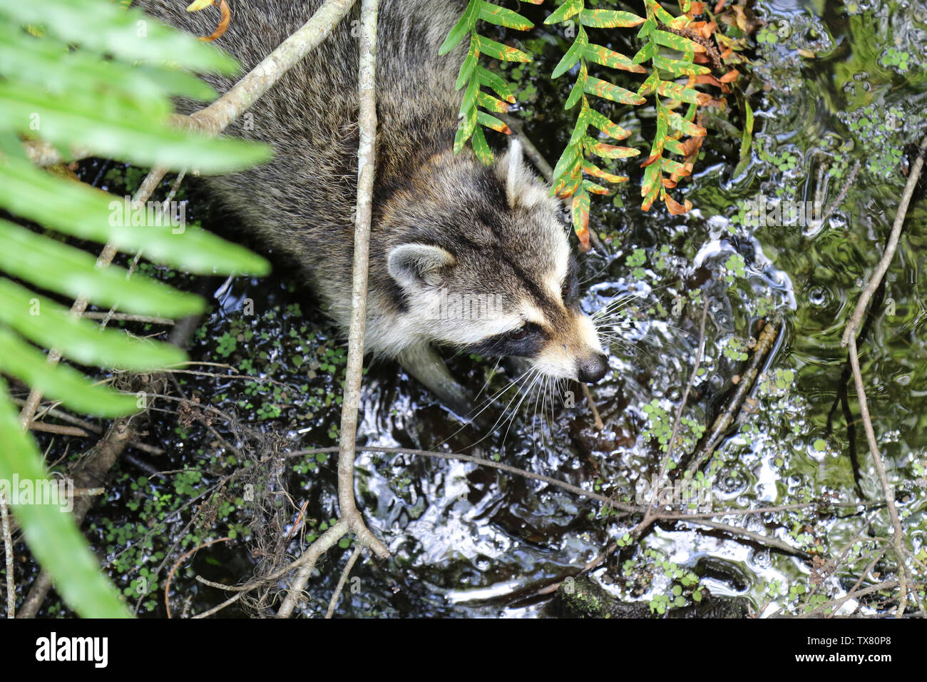 Bandit masked raccoon hi-res stock photography and images - Alamy