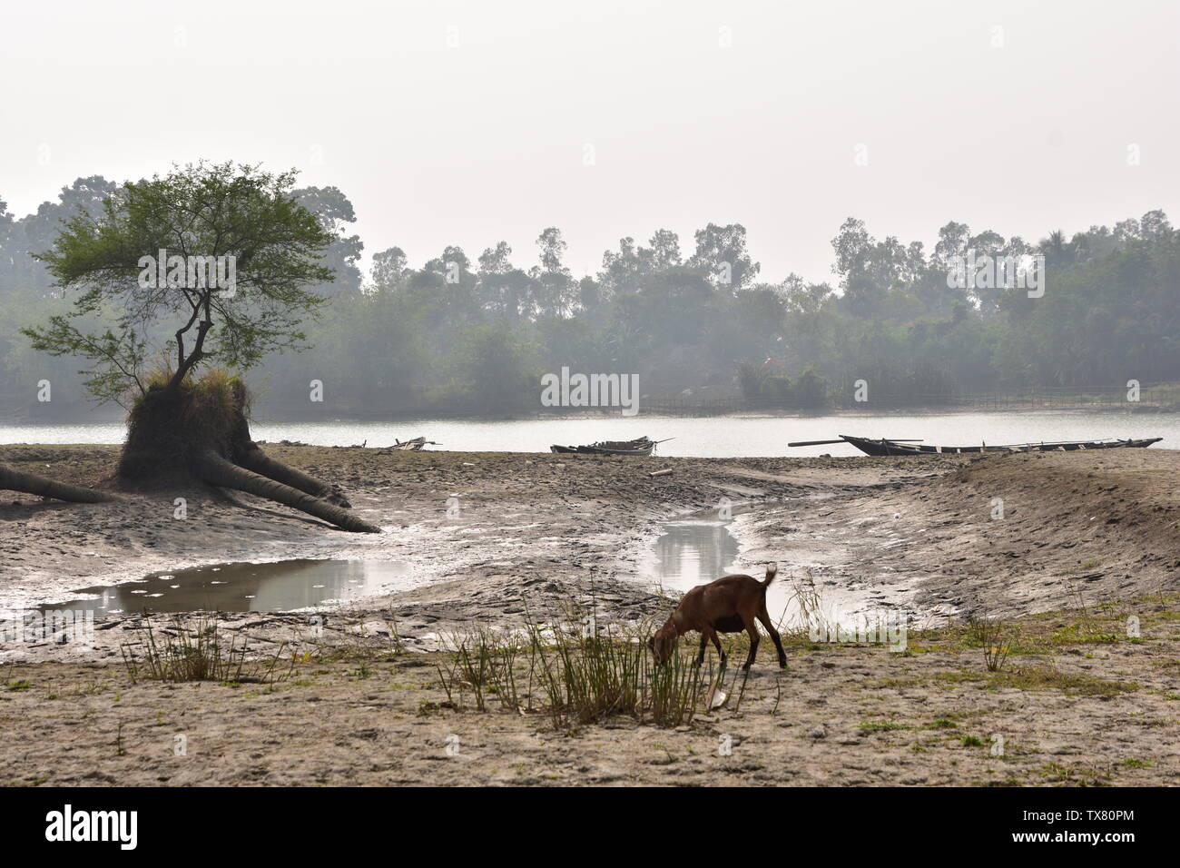 Damodar river, West Bengal, India Stock Photo - Alamy