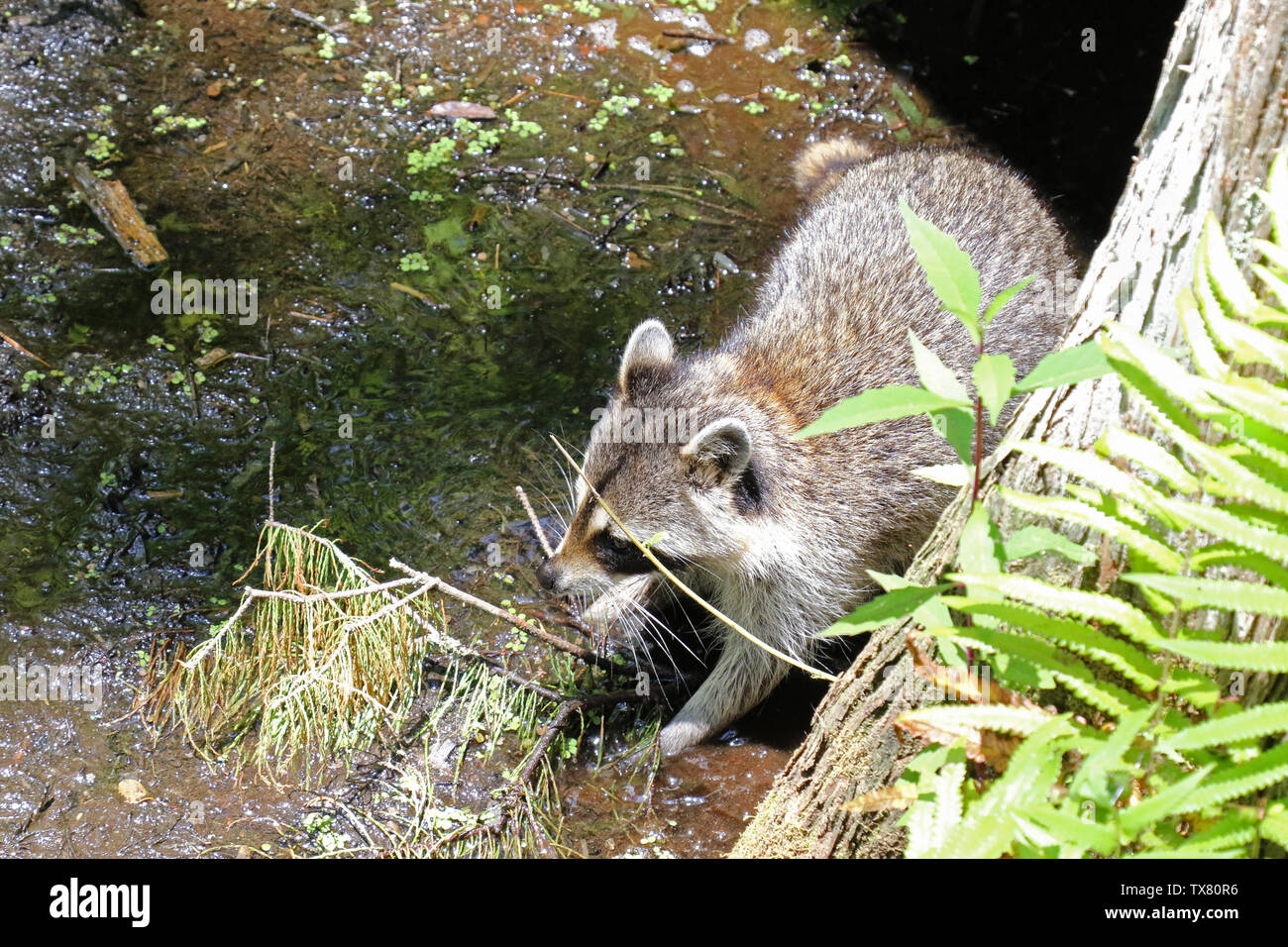 Raccoon exploring a Florida swamp Stock Photo - Alamy