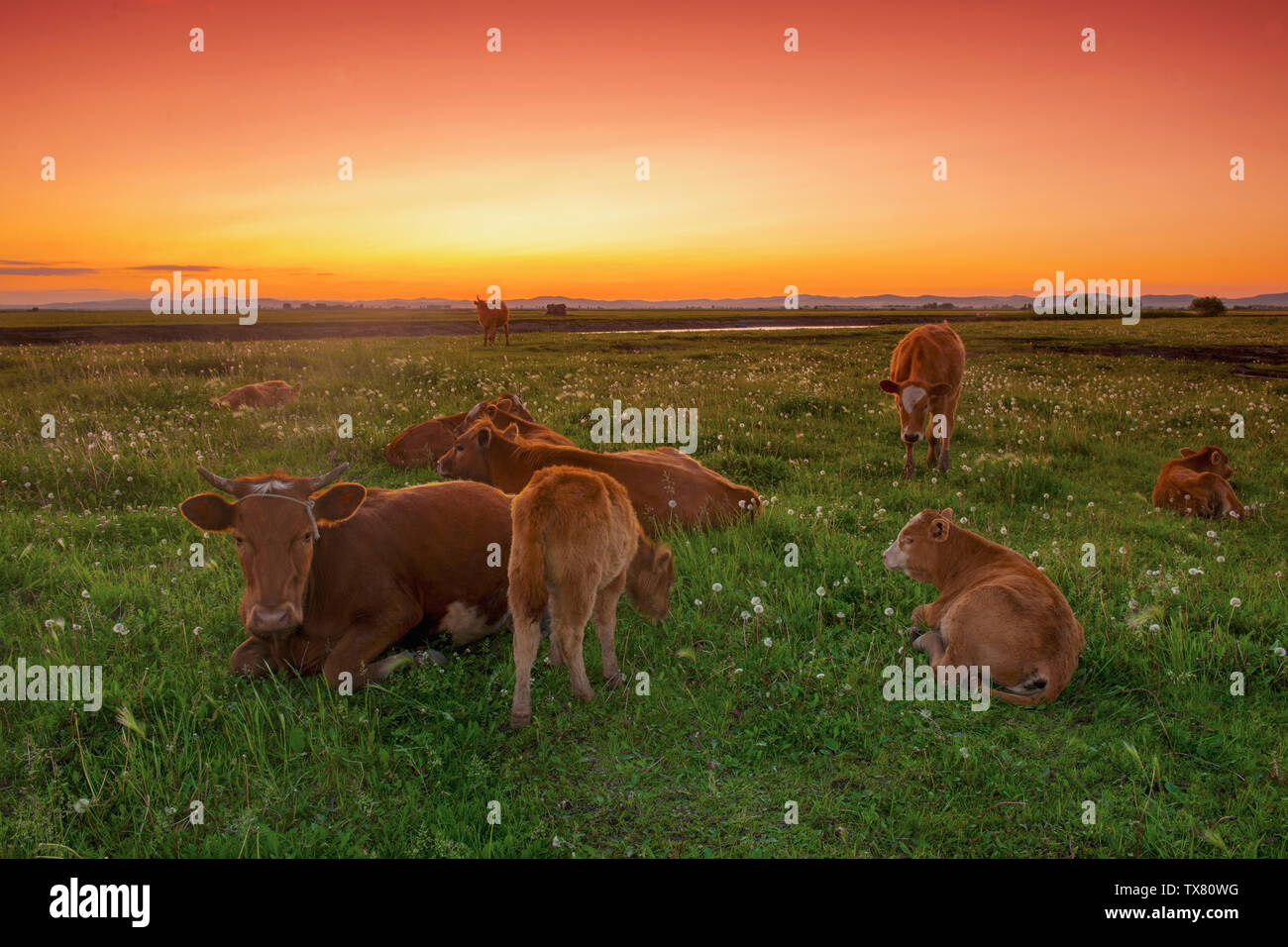 Herds on the prairie Stock Photo - Alamy