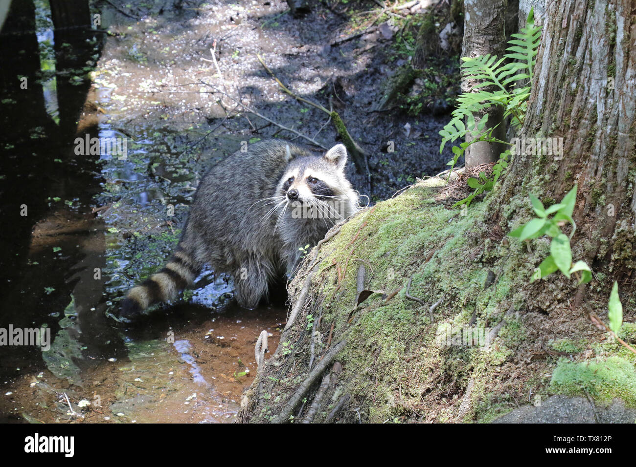 Raccoon exploring a Florida swamp Stock Photo - Alamy