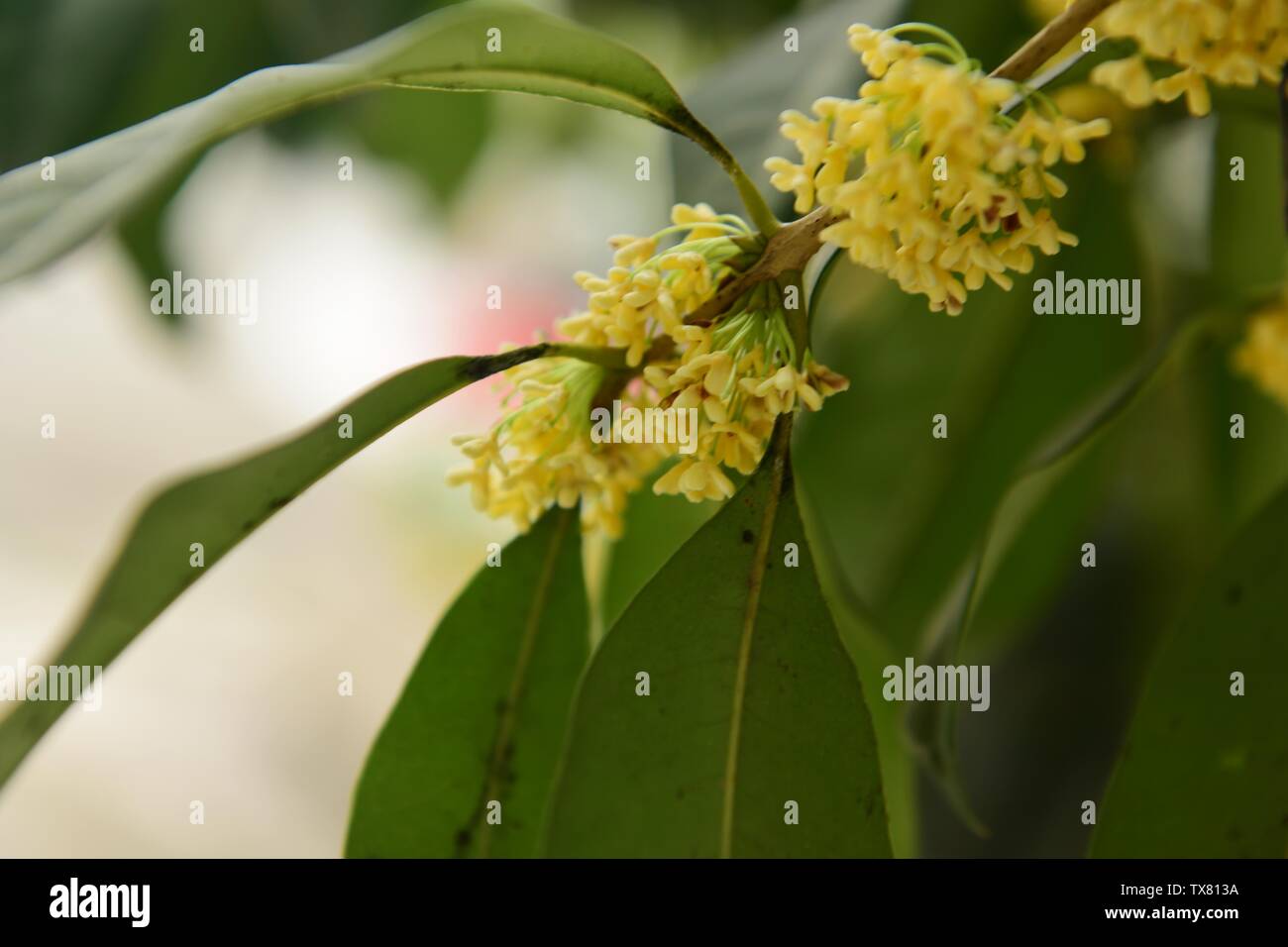 Golden osmanthus hi-res stock photography and images - Alamy