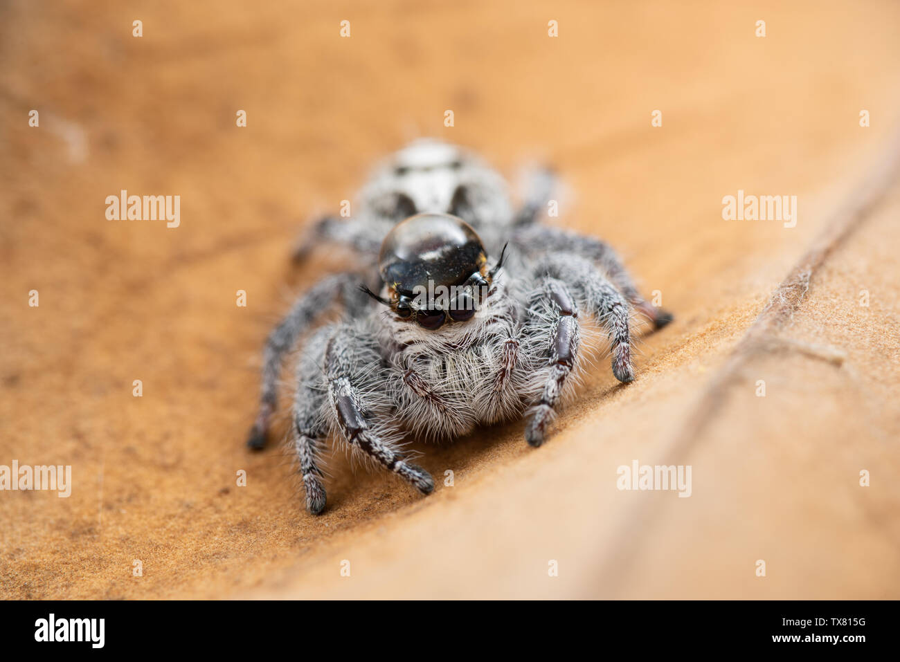 stripe elephant fly Stock Photo - Alamy