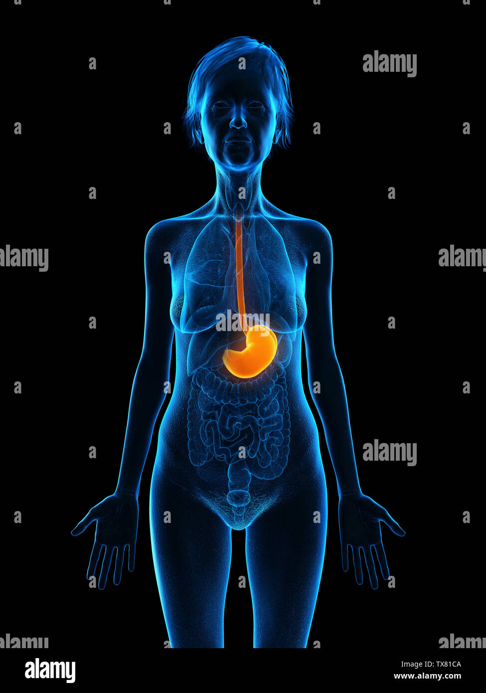3d rendered medically accurate illustration of an elder females stomach ...