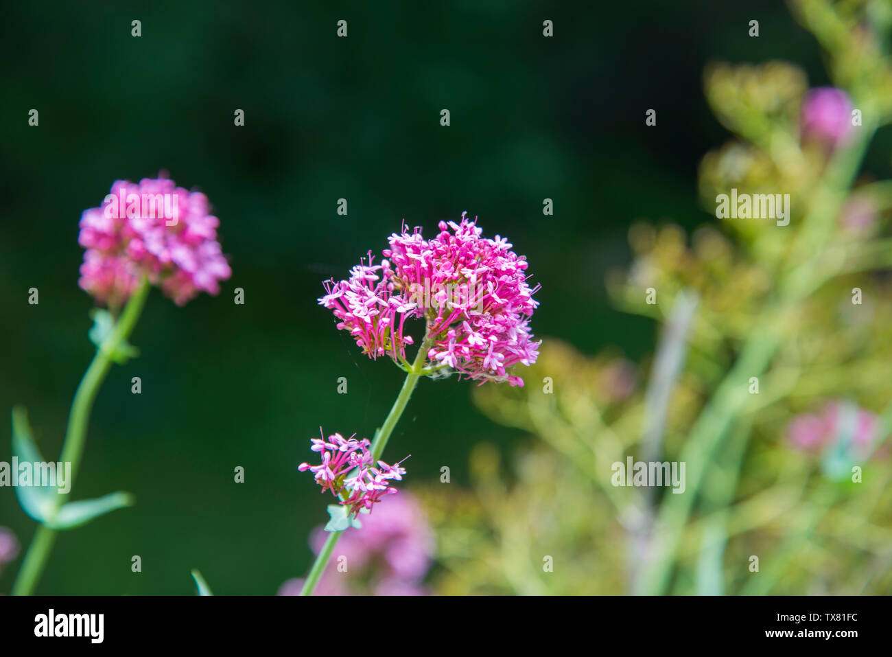 Pink wild flowers Stock Photo - Alamy