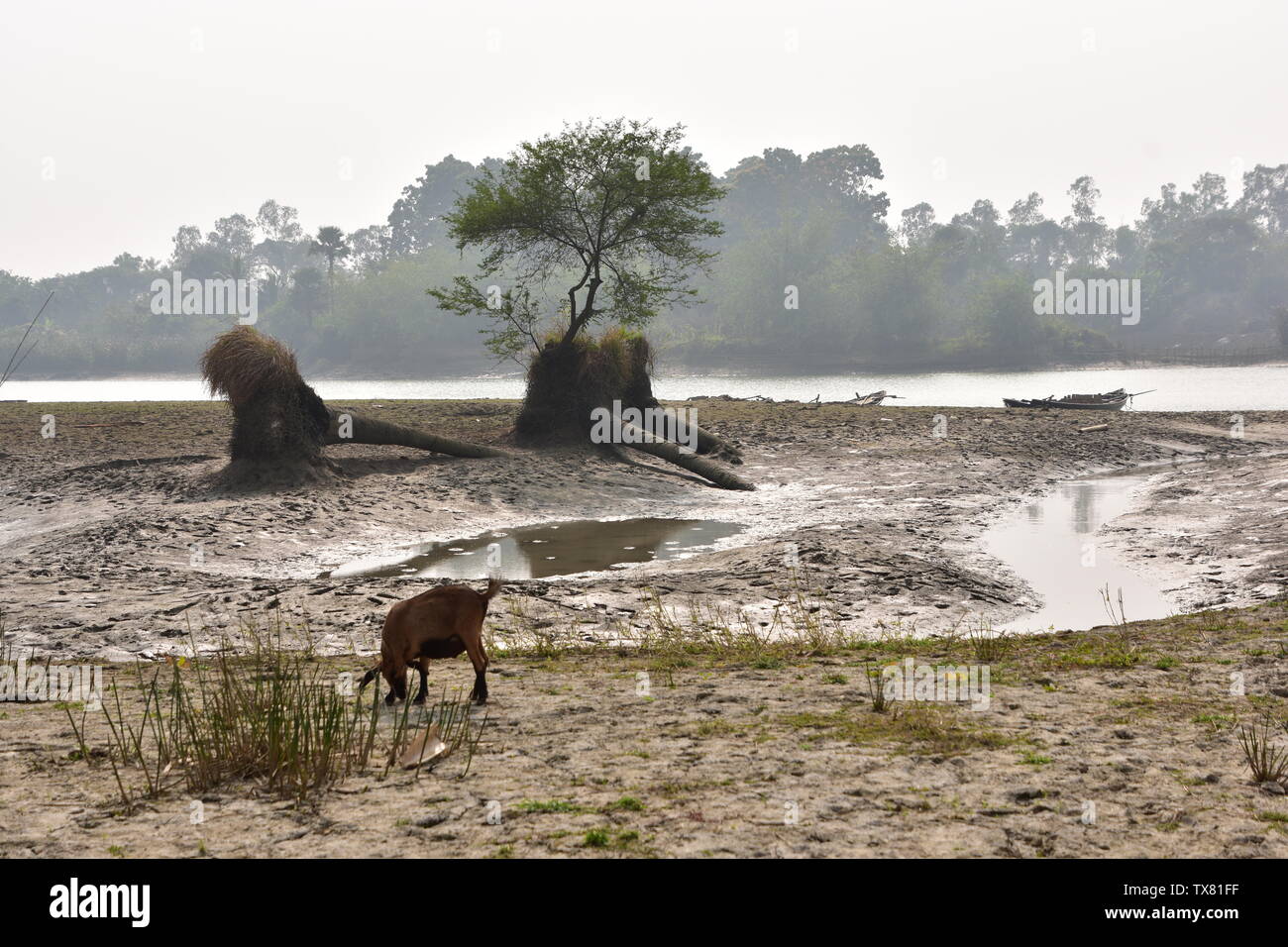 Damodar river, West Bengal, India Stock Photo - Alamy