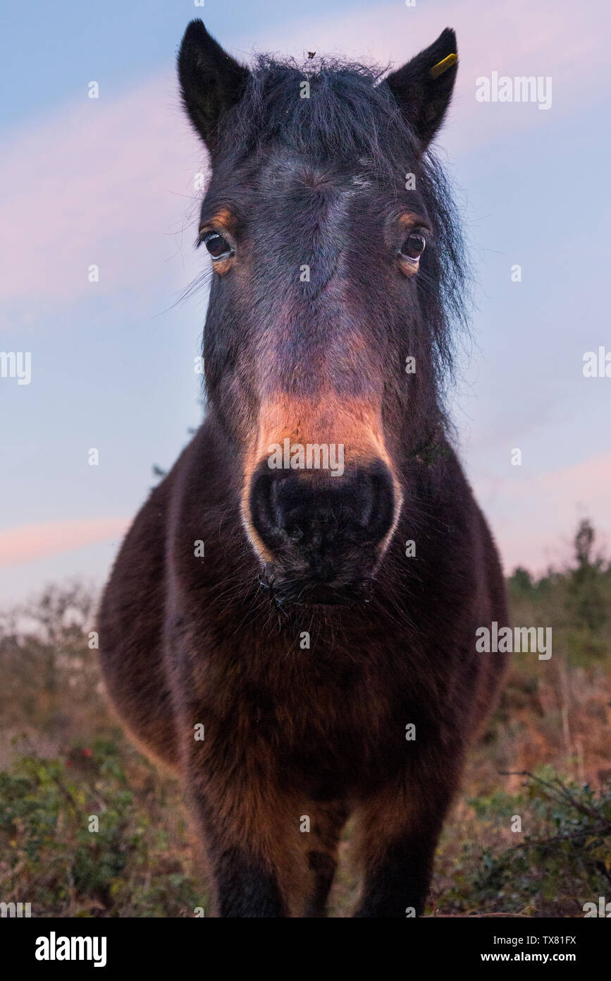 Moors head hi-res stock photography and images - Alamy