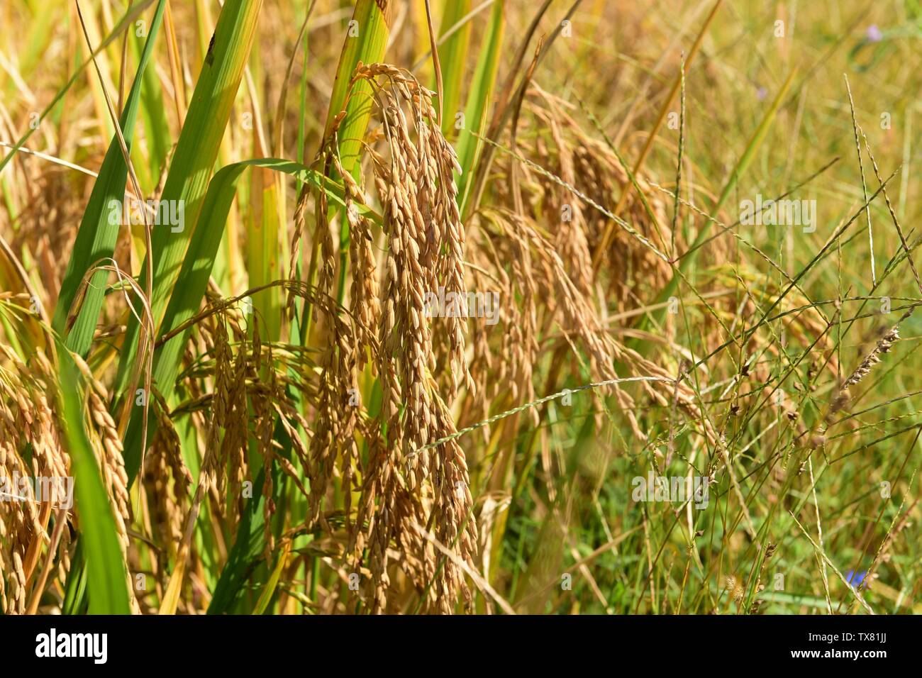 Spike of rice Stock Photo - Alamy