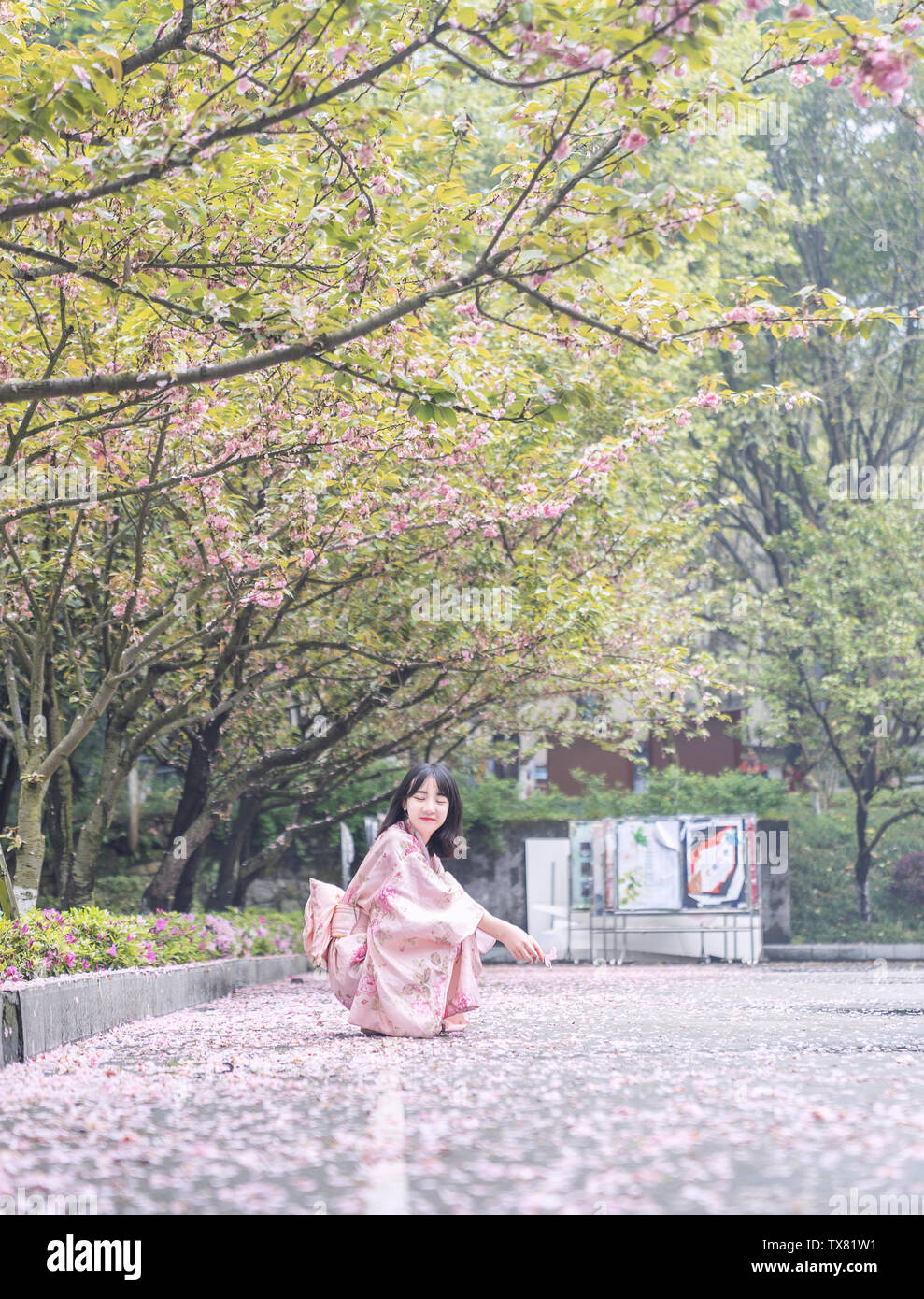 Photographed during heavy mail cherry blossom season Stock Photo - Alamy