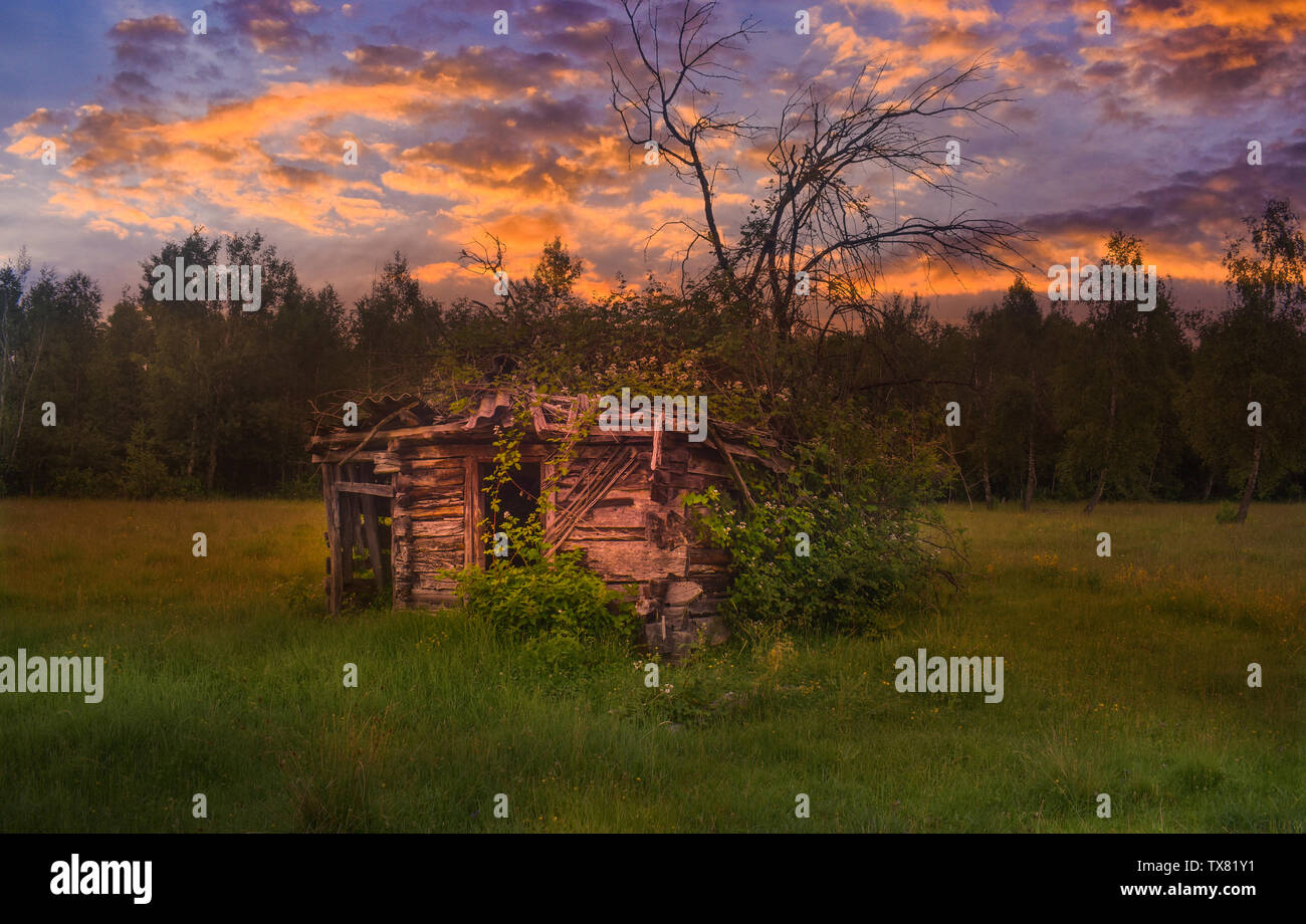 Old abandoned broken barn at the edge of the forest with tall green ...