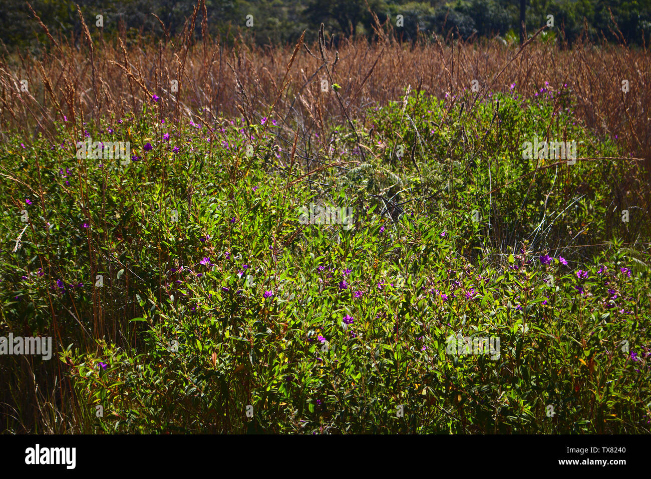 Brazilian savana hi-res stock photography and images - Alamy