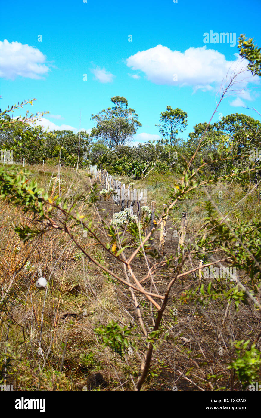Brazilian cerrados hi-res stock photography and images - Alamy
