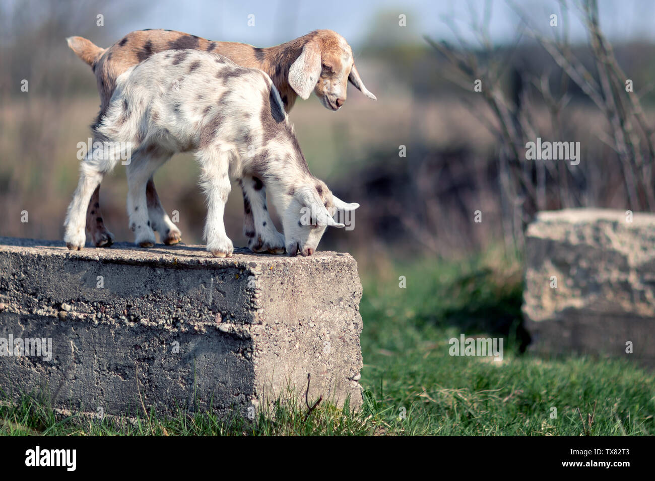 Goatlings High Resolution Stock Photography and Images - Alamy