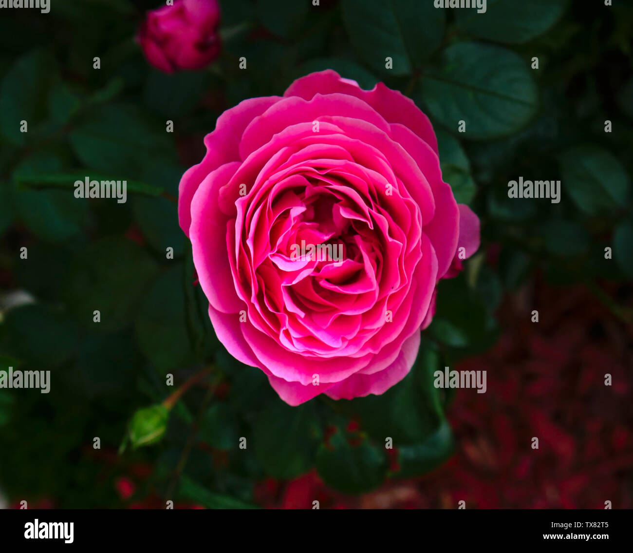 Closeup rose hi-res stock photography and images - Alamy