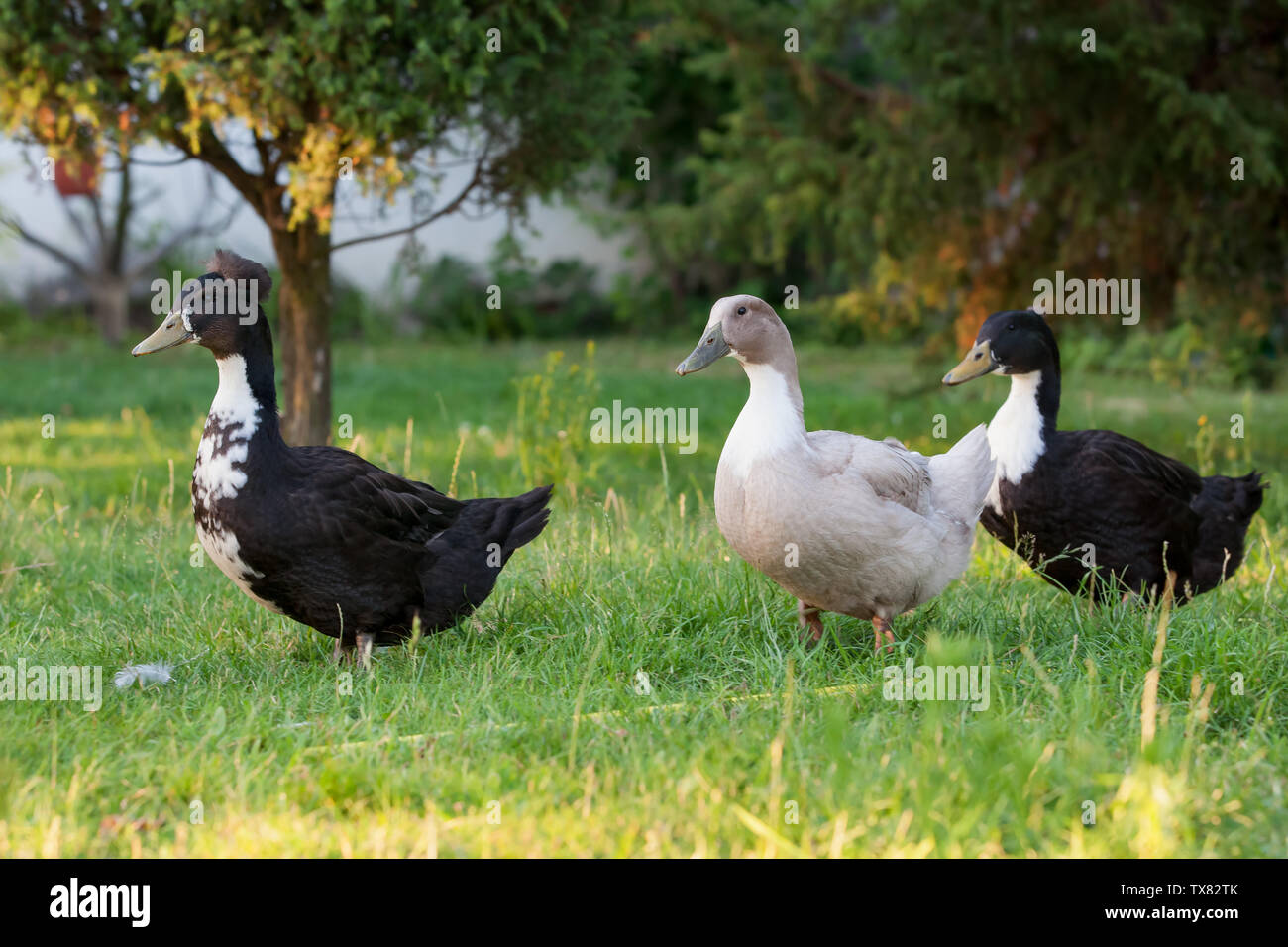 Three ducks in the grass hi-res stock photography and images - Alamy