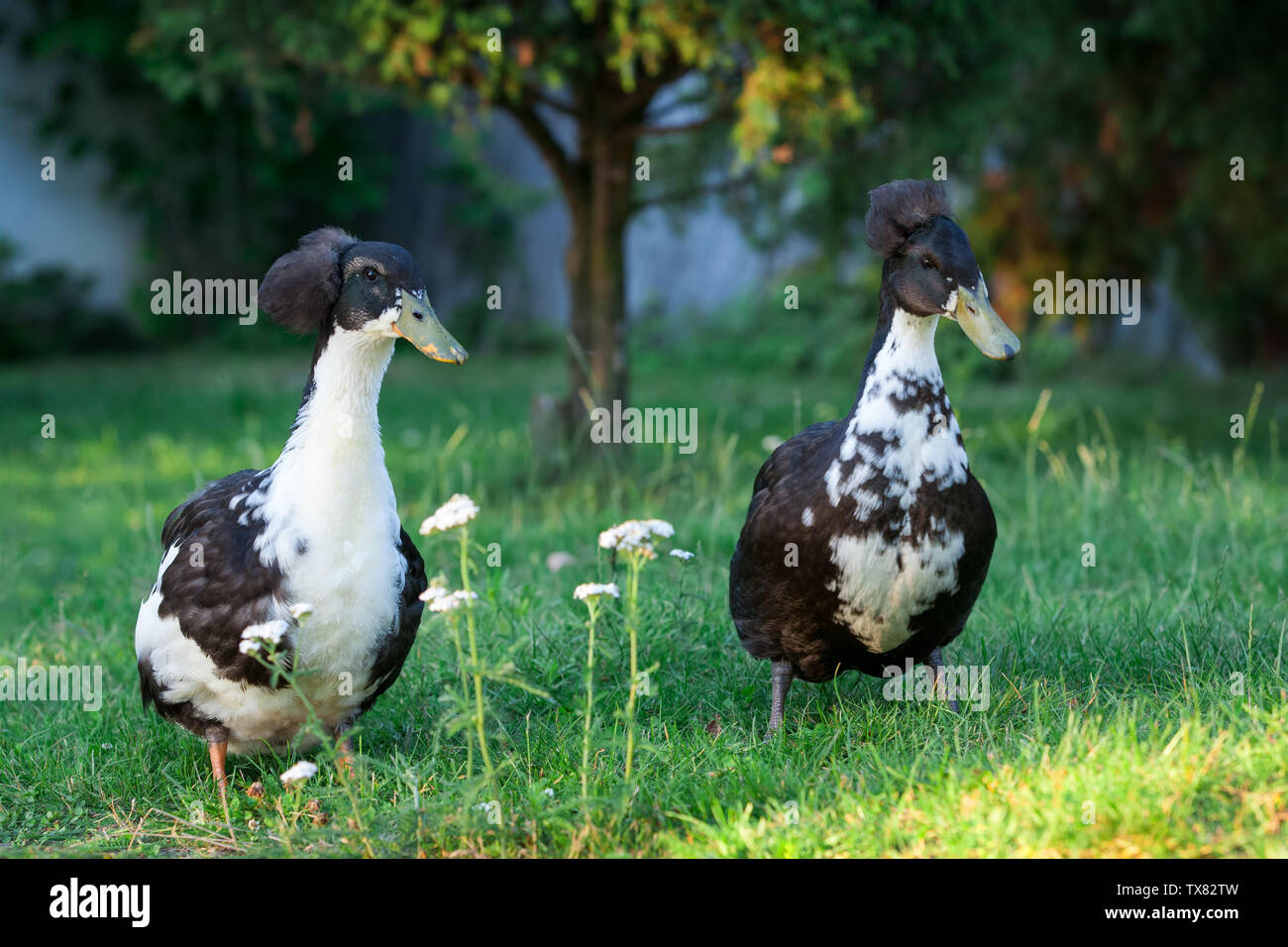 Beautiful duck pair hi-res stock photography and images - Alamy
