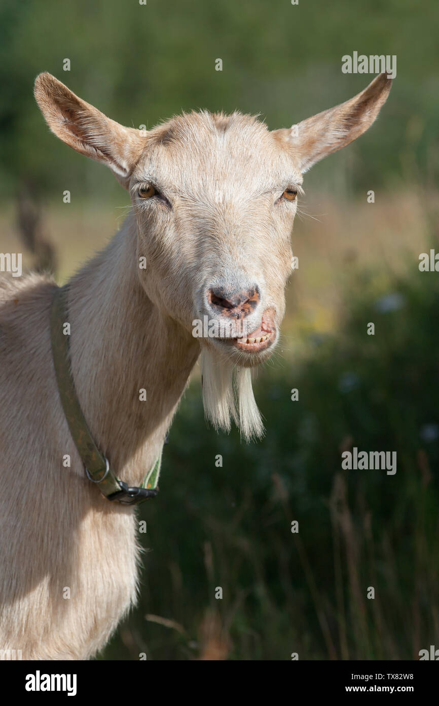 Funny goat hi-res stock photography and images - Alamy