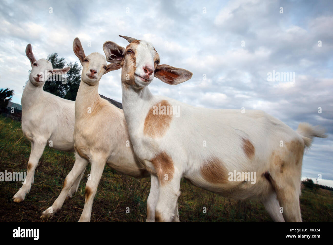 Three great goats pose in the meadow Stock Photo - Alamy