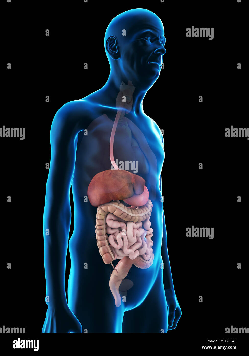 Haustra hi-res stock photography and images - Alamy