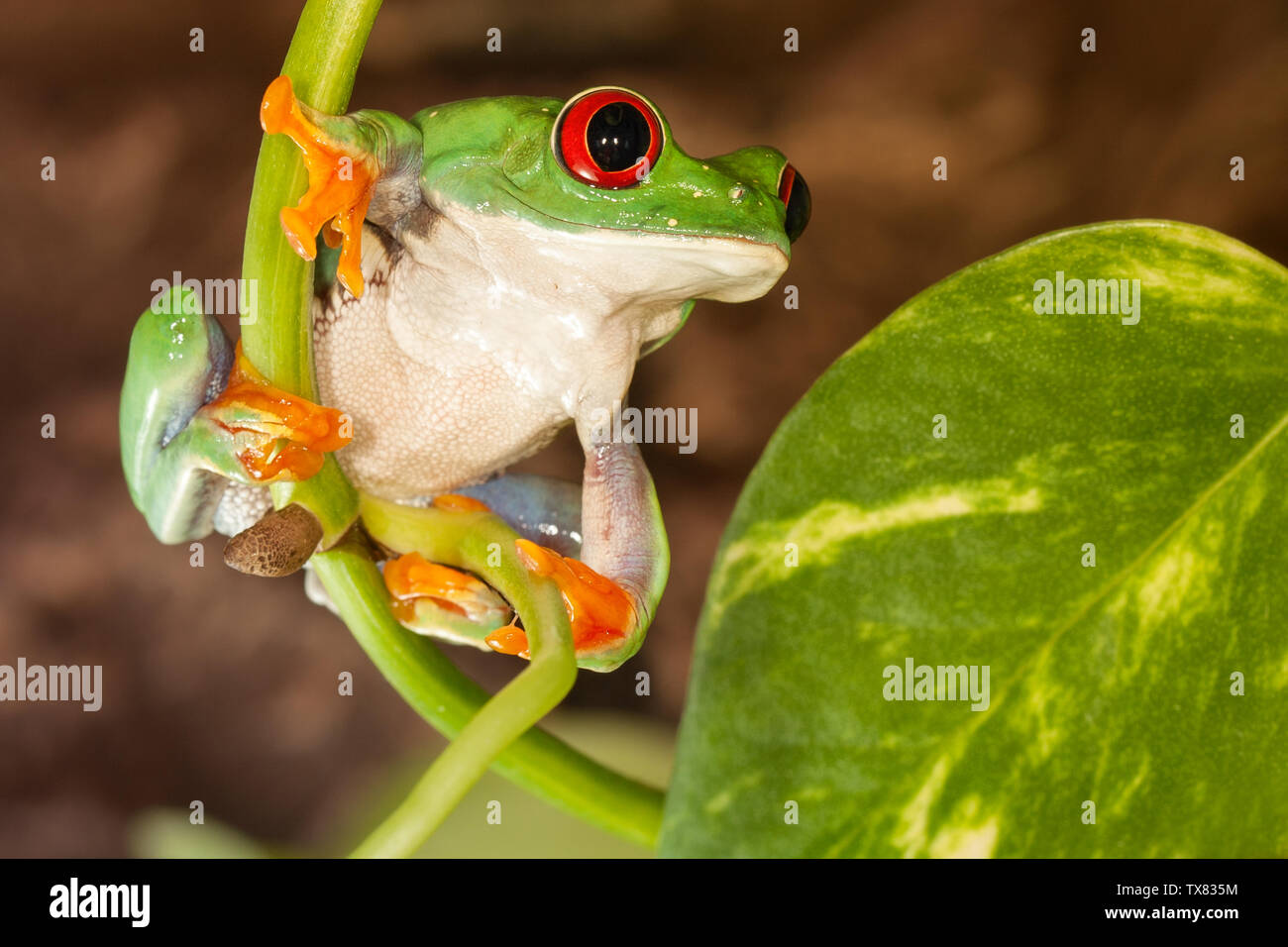 Red eyed amazon tree frog hi-res stock photography and images - Alamy