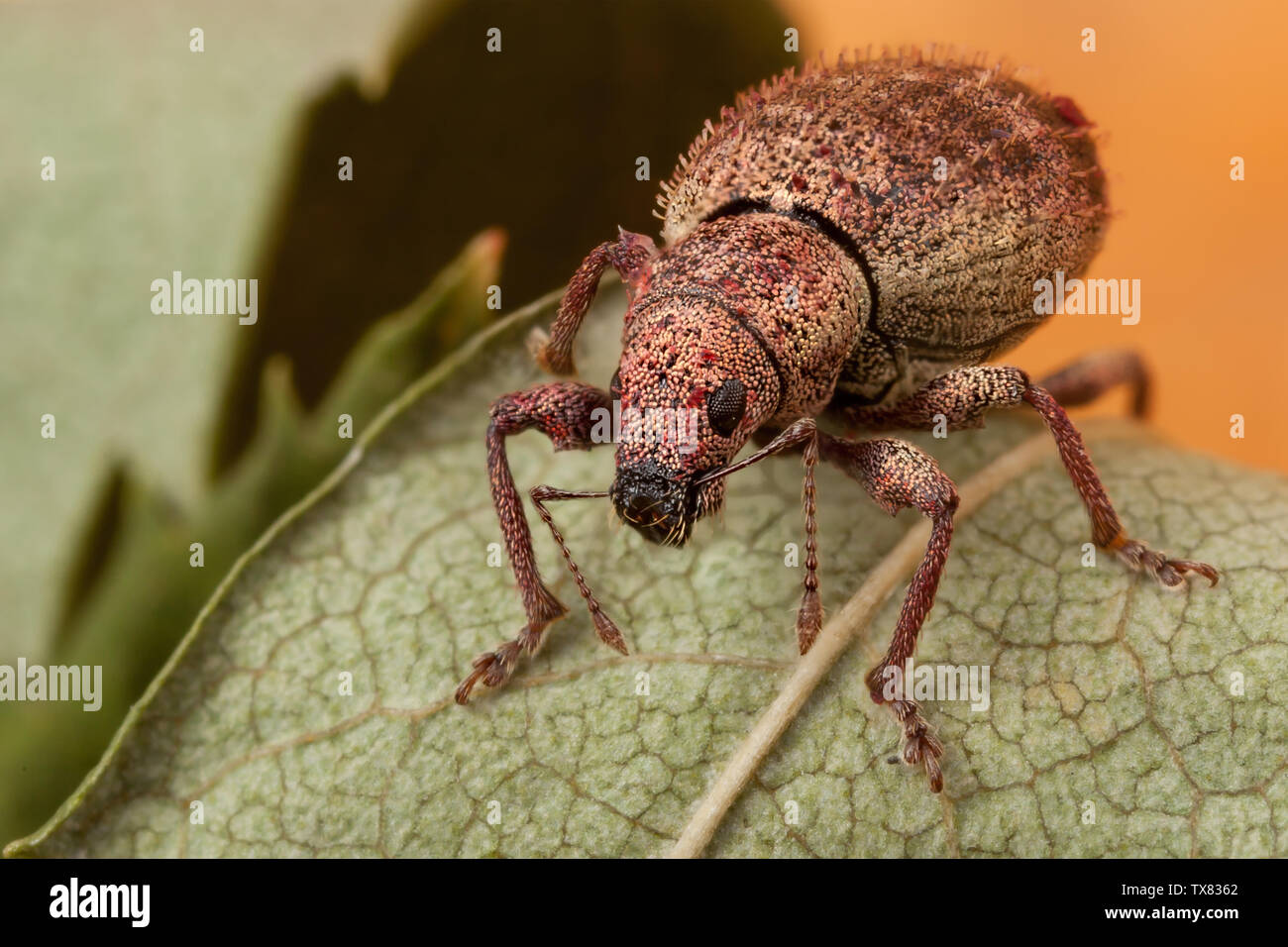 Polydrusus on stringy leaf Stock Photo - Alamy