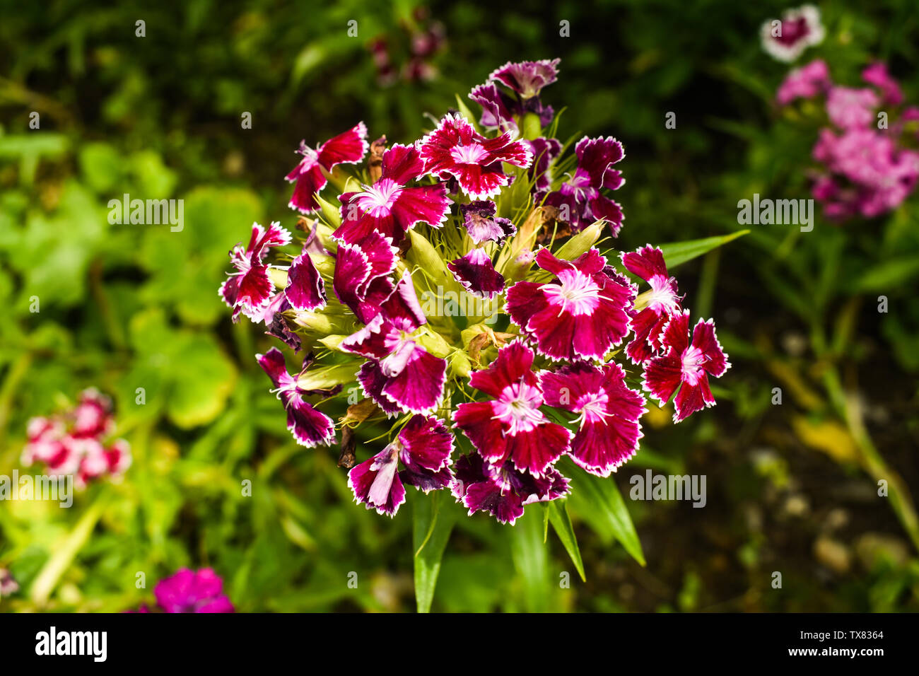 Carnation family hi-res stock photography and images - Alamy