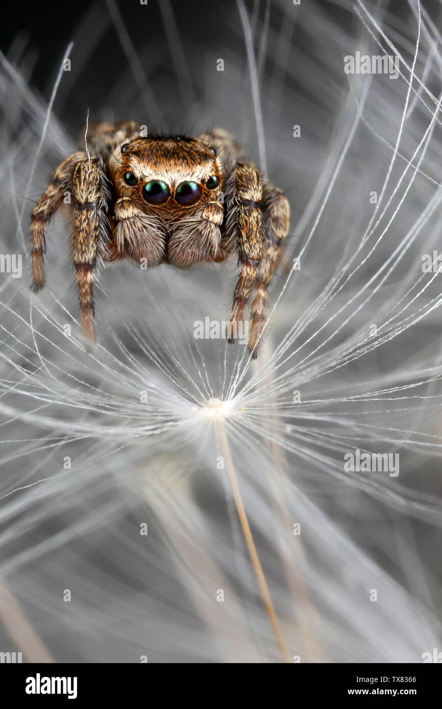 Jumping spider and dandelion fluff Stock Photo - Alamy