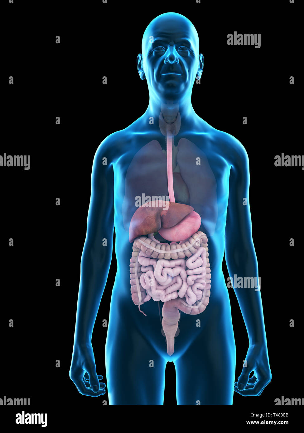 3d rendered medically accurate illustration of an old mans digestive ...