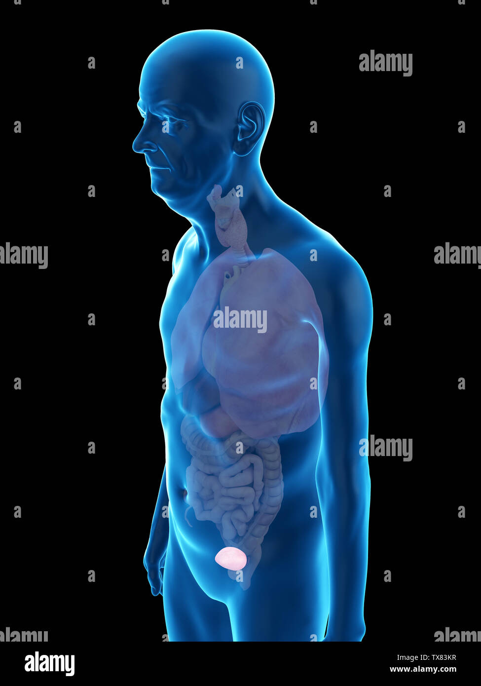 3d rendered medically accurate illustration of an old mans bladder ...