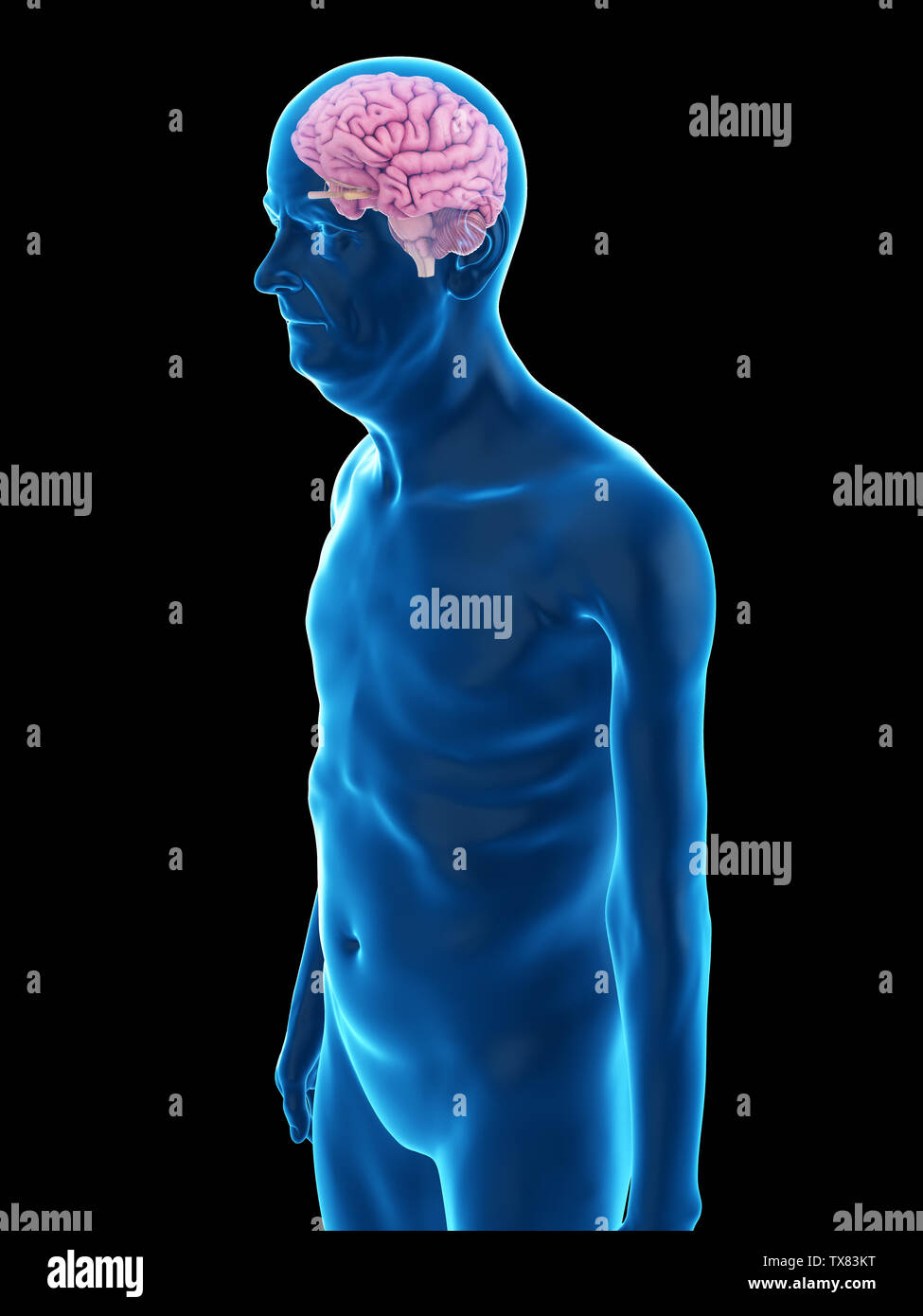 Elderly male brain anatomy hi-res stock photography and images - Alamy