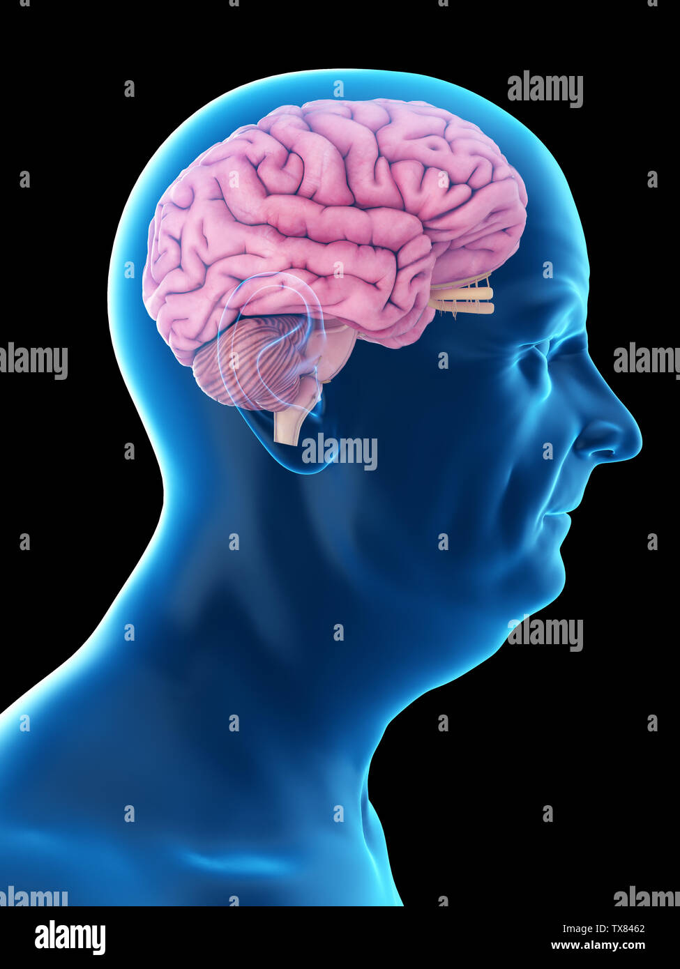 Medical illustration brain old hi-res stock photography and images - Alamy