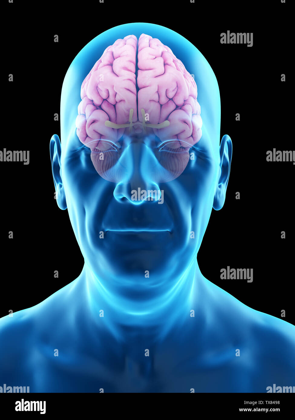Medical illustration brain old hi-res stock photography and images - Alamy