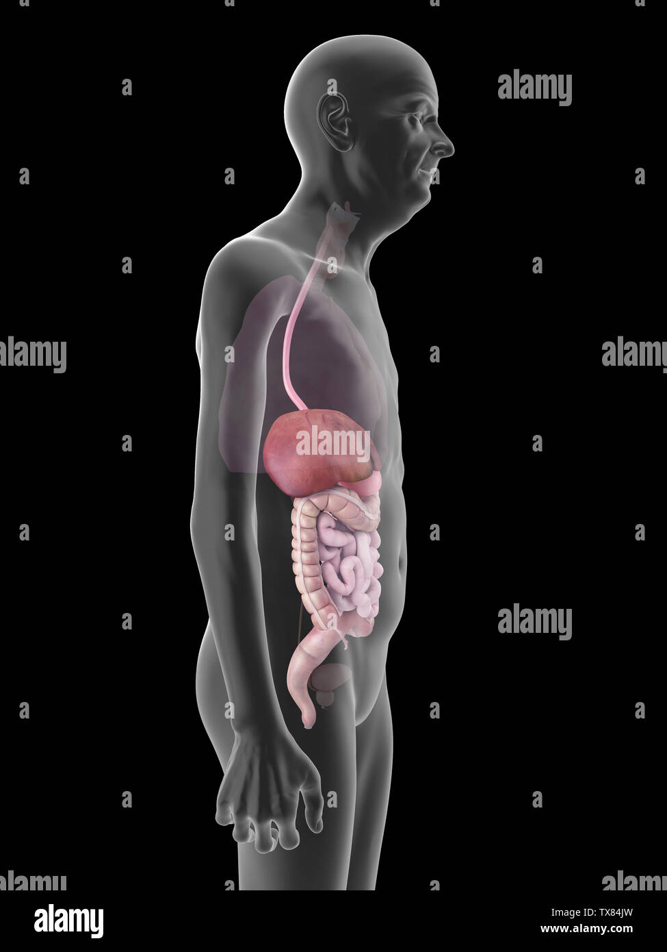 3d rendered medically accurate illustration of an old mans digestive ...