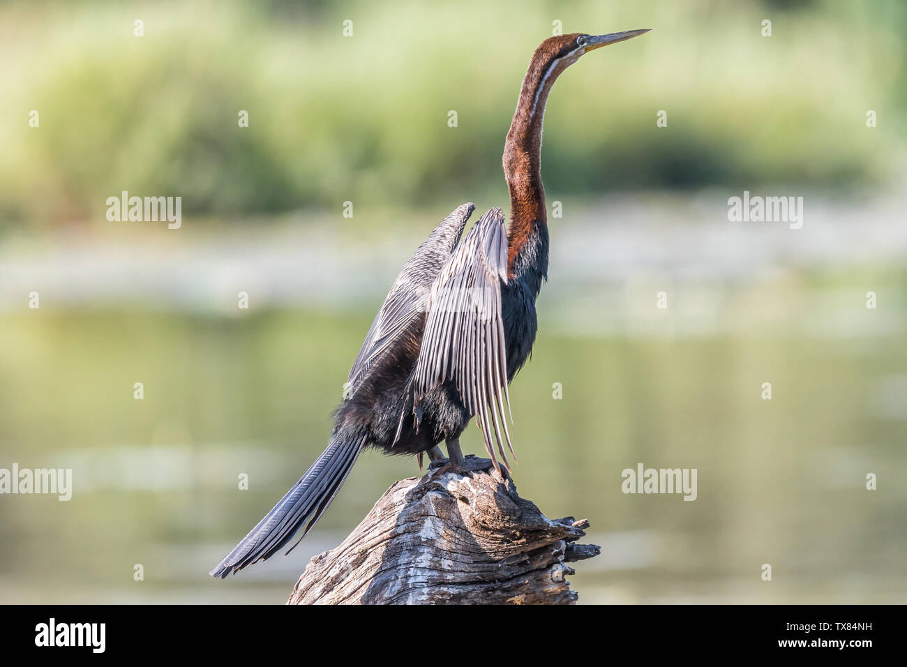 An african darter, Anhinga rufa, drying its wings in the sun Stock ...