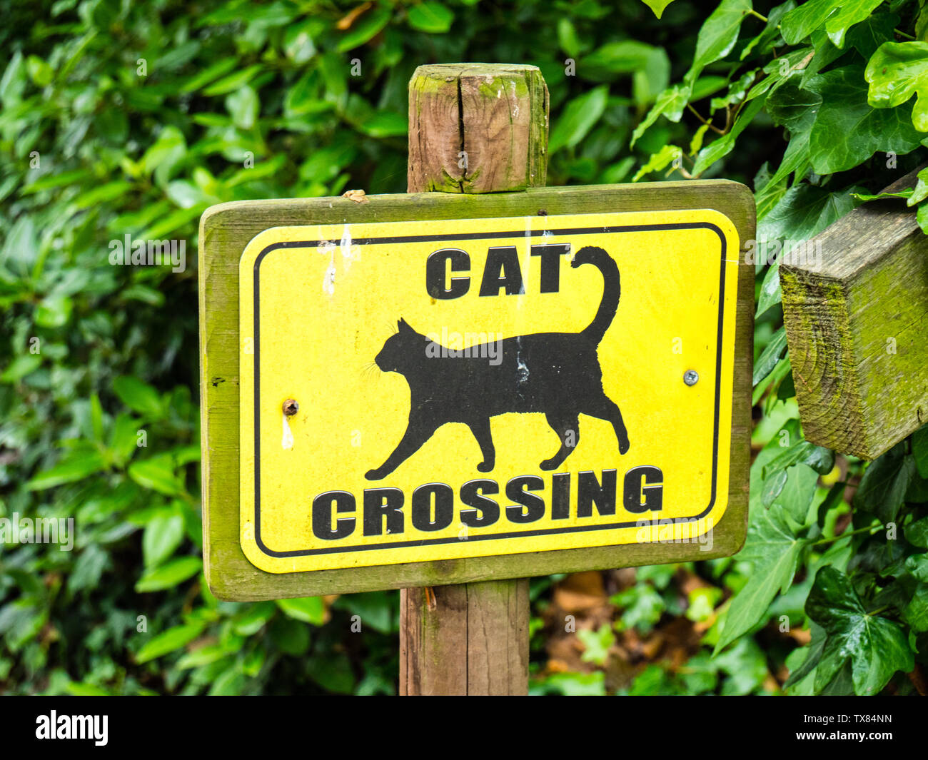 Cat and road hi-res stock photography and images - Alamy