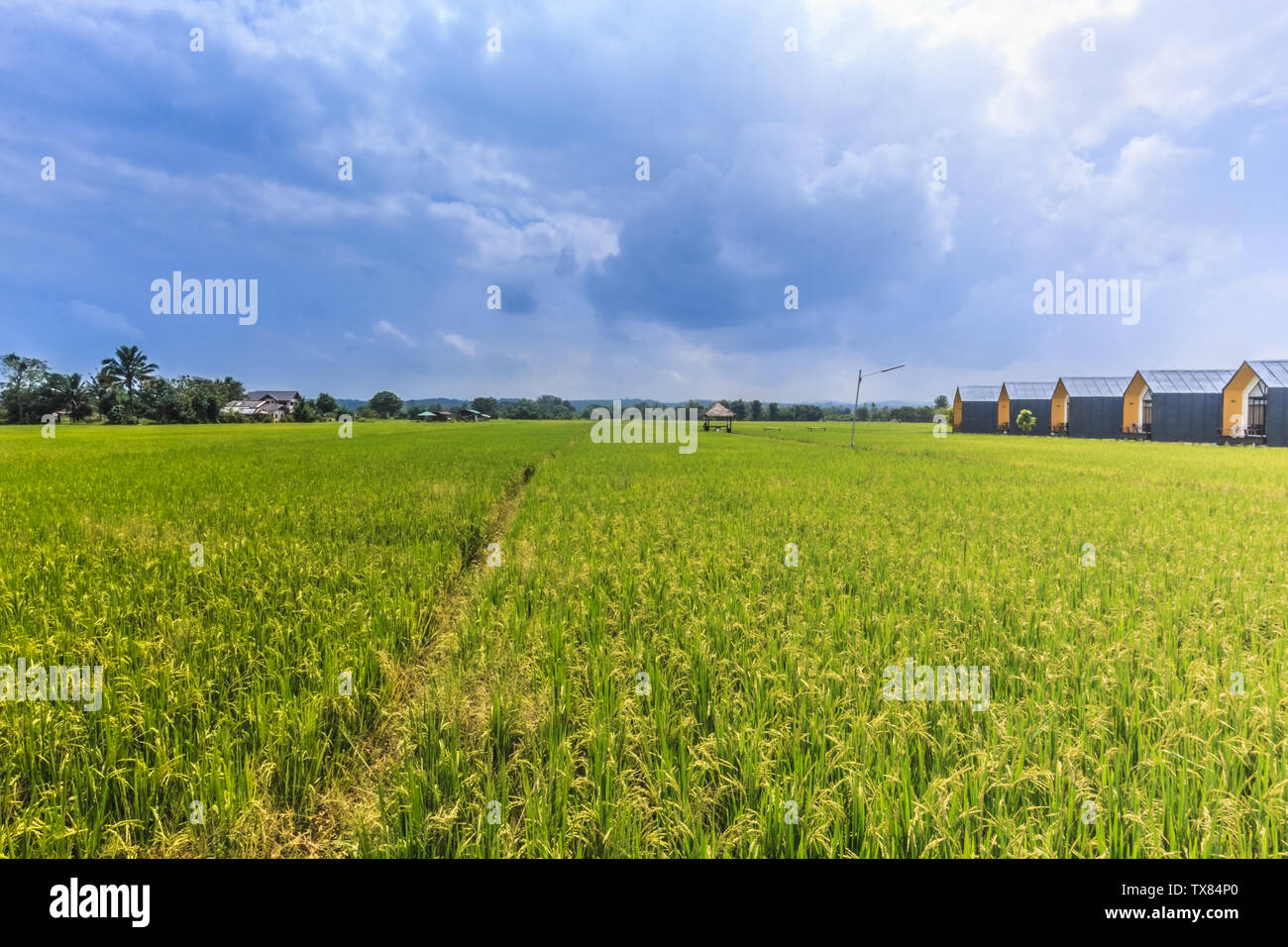 Land of rice hi-res stock photography and images - Alamy