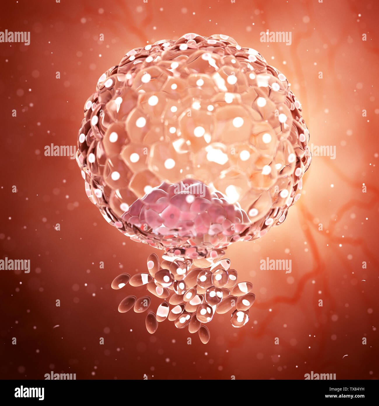 Human blastocyst microscope hi-res stock photography and images - Alamy