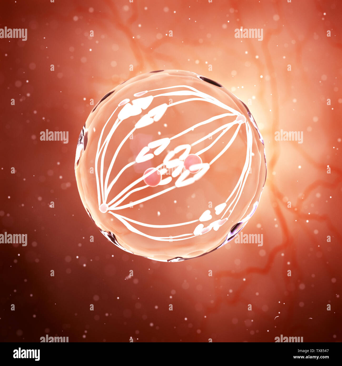 Dividing Egg Cell High Resolution Stock Photography and Images - Alamy