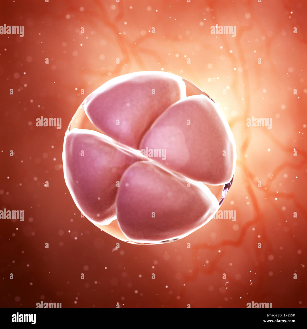 3d rendered medically accurate illustration of a 4 cell stage embryo ...