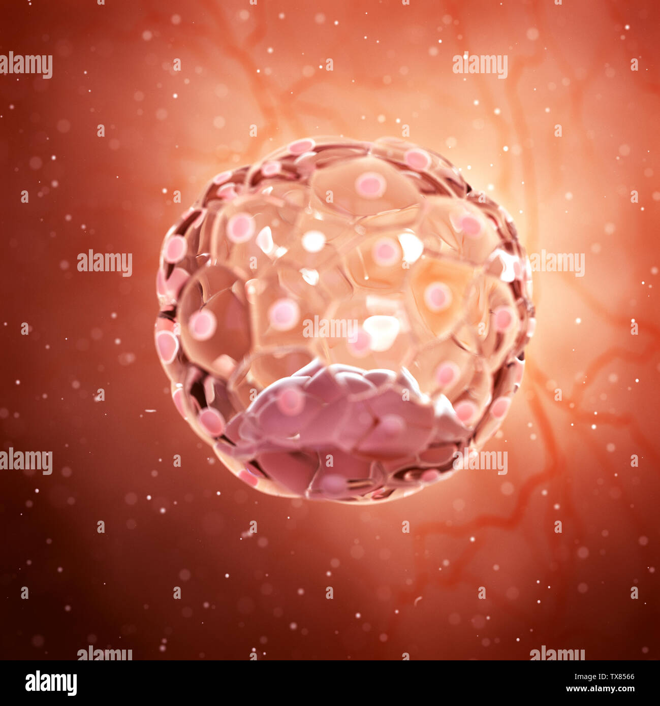 Blastocyst human hi-res stock photography and images - Alamy