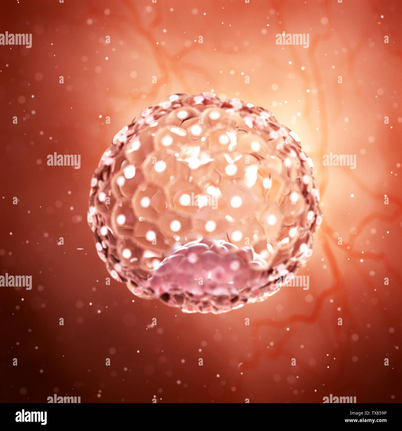 Human blastocyst microscope hi-res stock photography and images - Alamy