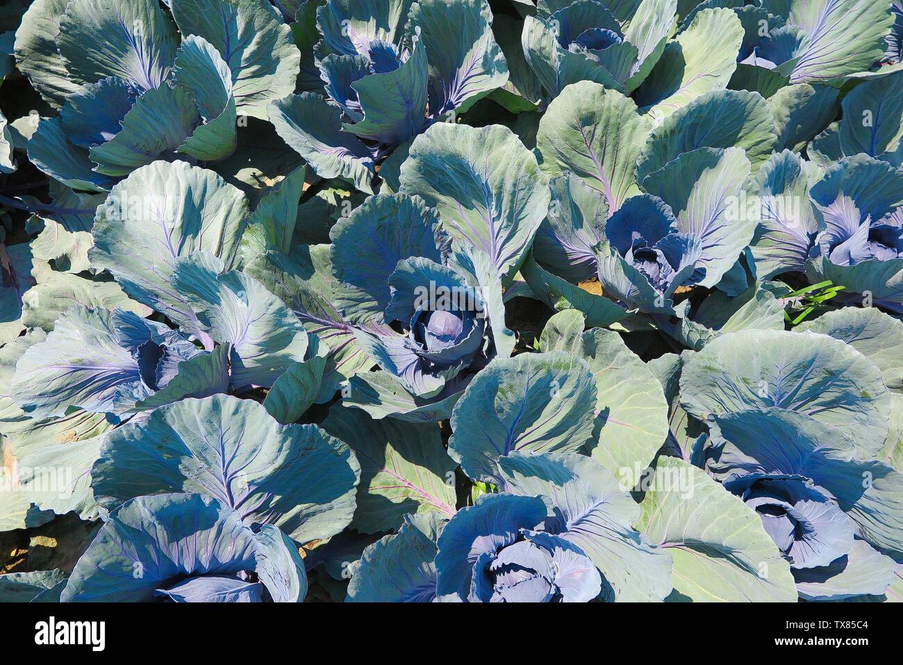 Close up of field with red cabbage plants - Netherlands, Venlo Stock ...
