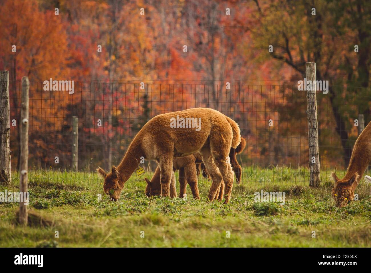 Llama behind fence hi-res stock photography and images - Alamy