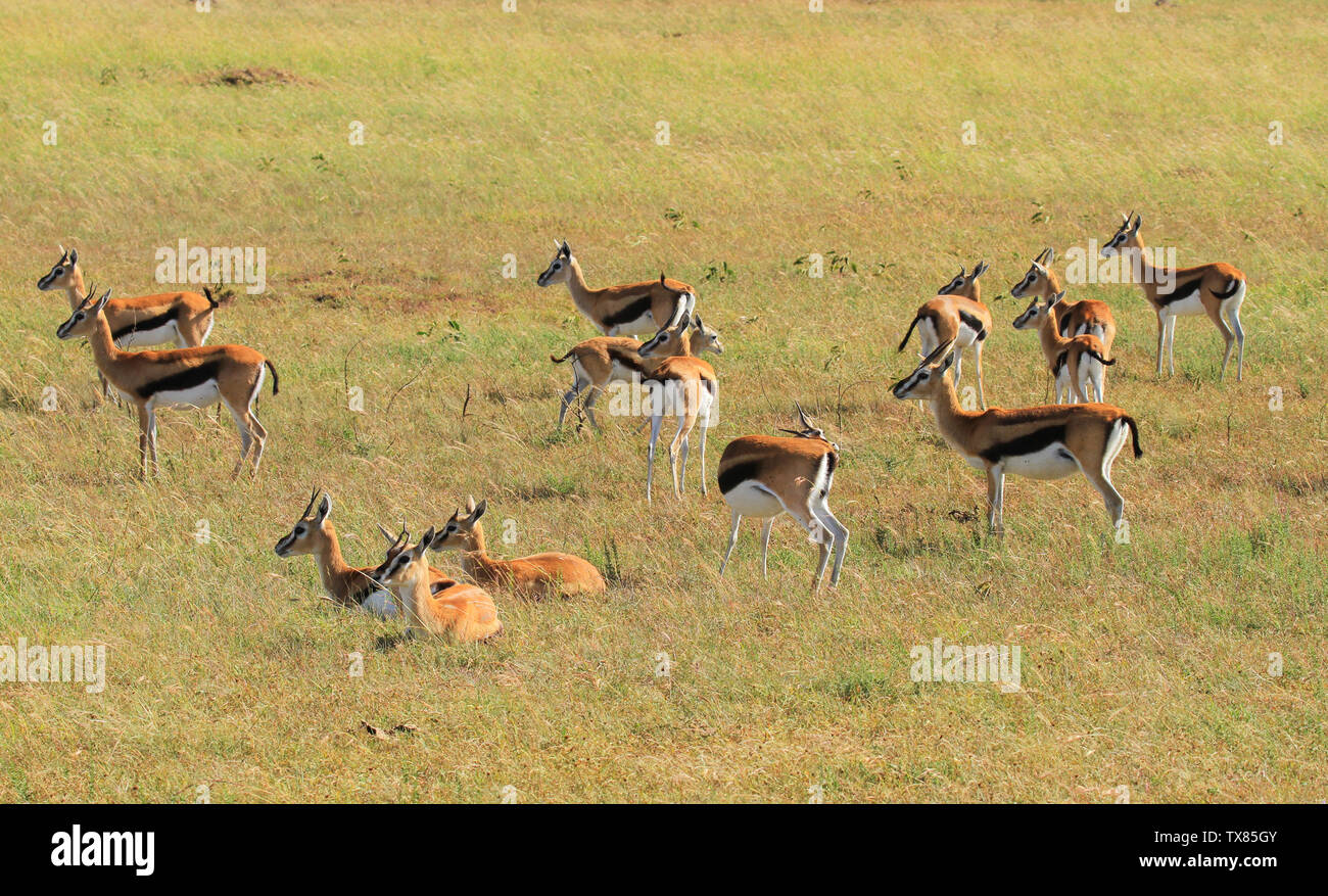 Thomson's gazelles, Eudorcas thomsonii, green grassland. Masai Mara ...