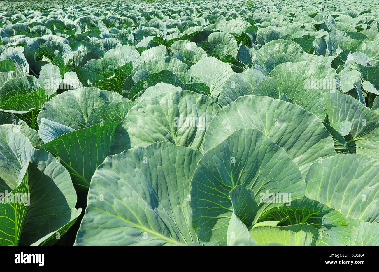 Field with white cabbage hi-res stock photography and images - Alamy