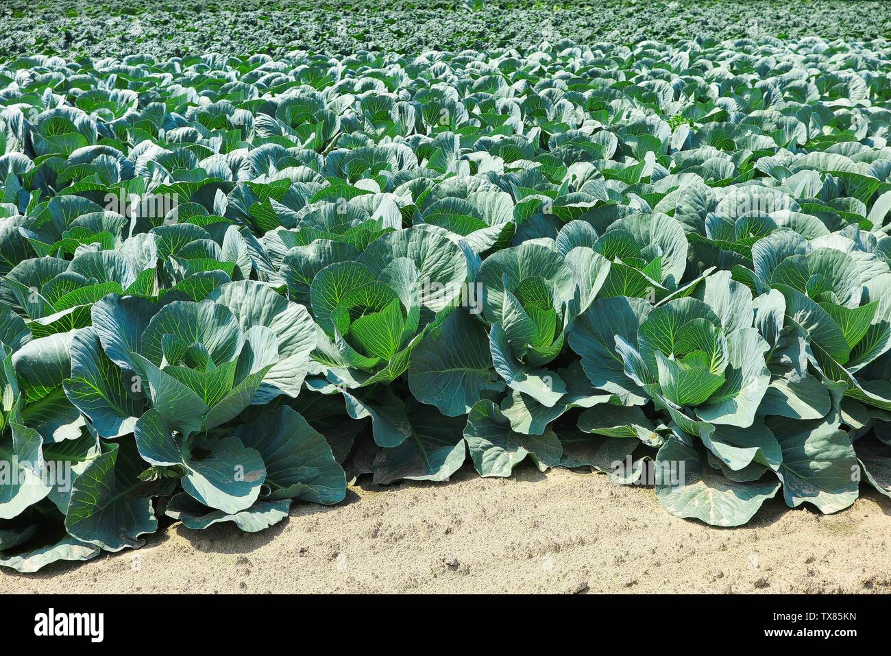 Close up of field with white cabbage plants - Netherlands, Venlo Stock ...