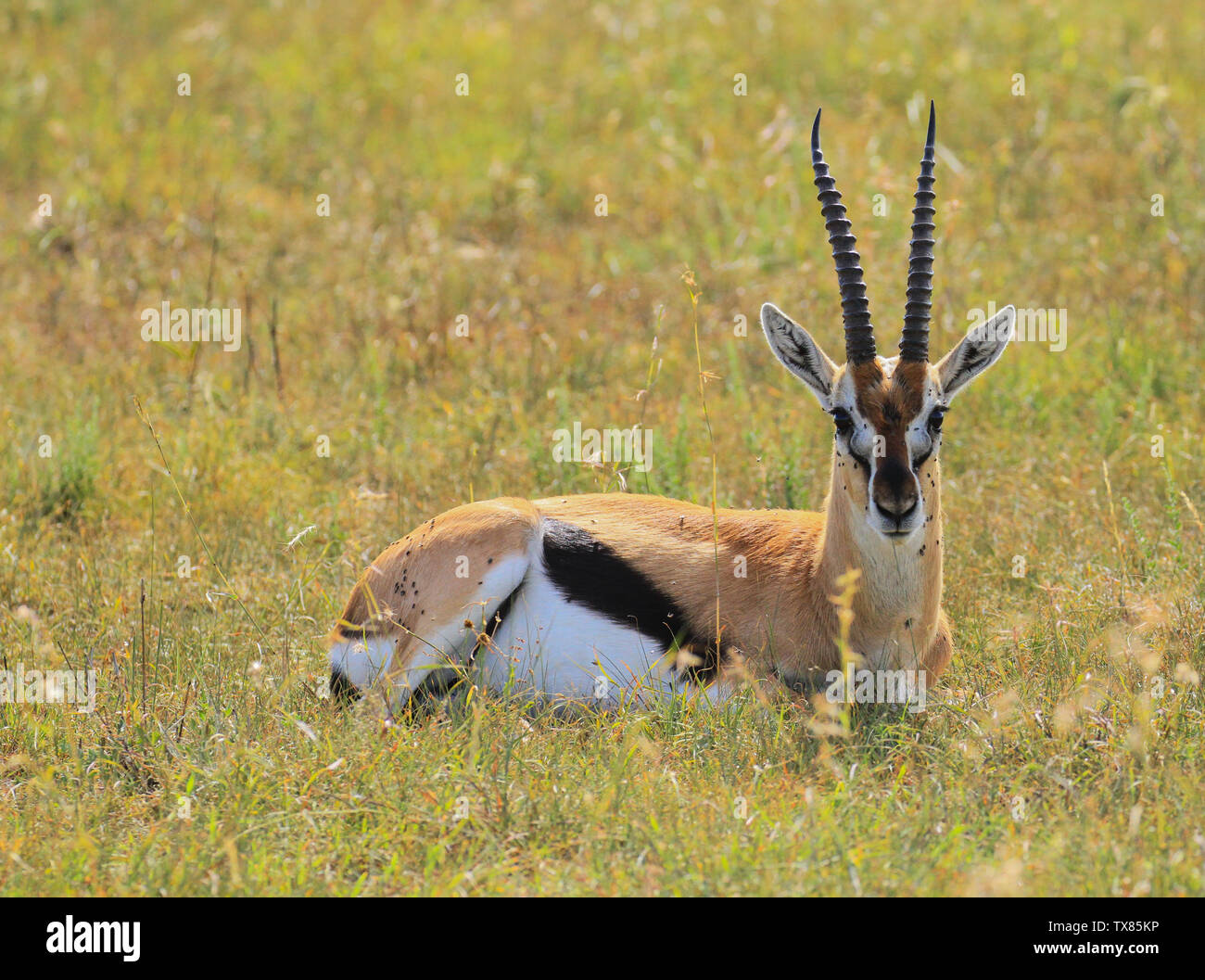 Gazelle face hi-res stock photography and images - Alamy
