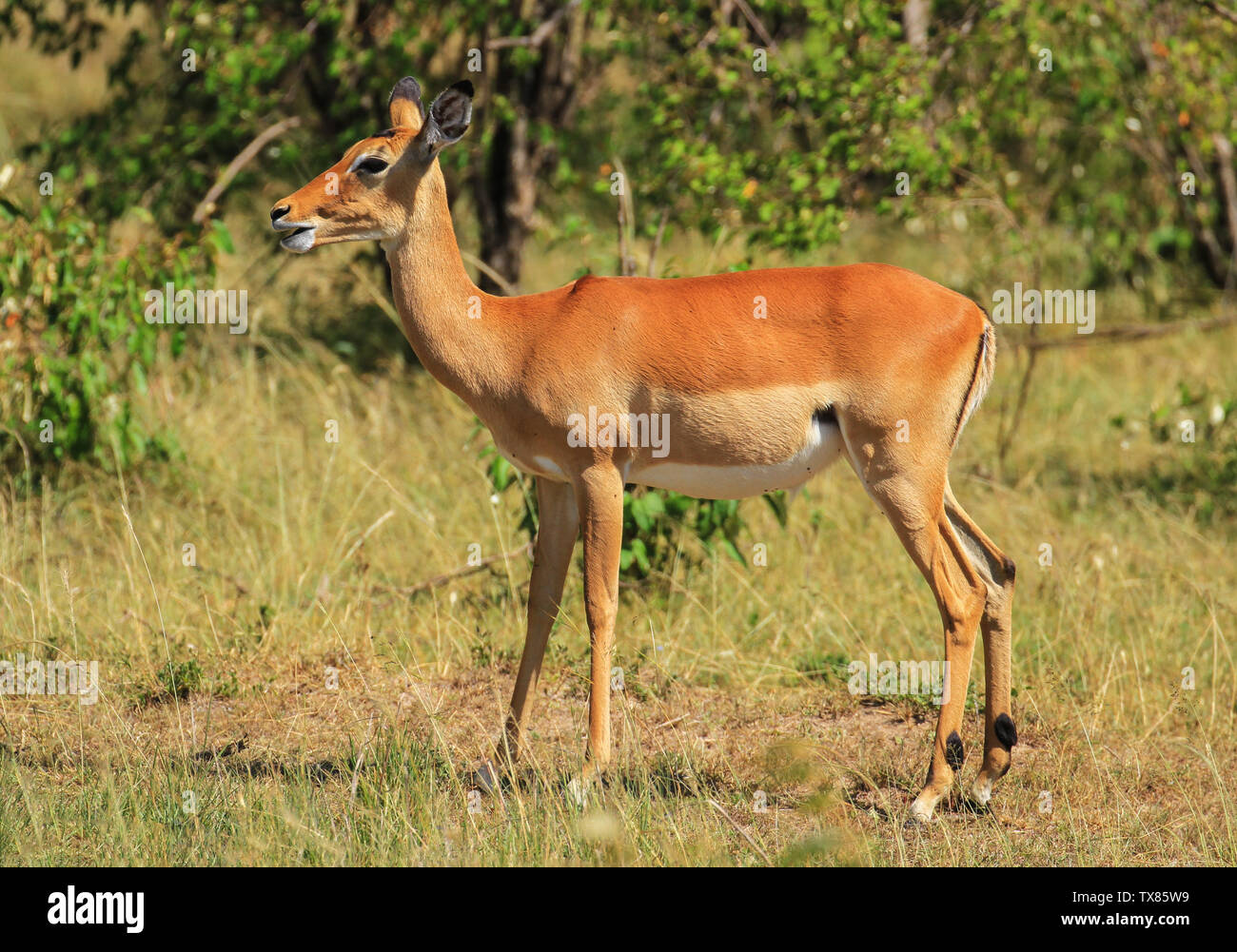 Female impala, side, Aepyceros melampus. African safari, Masai Mara ...