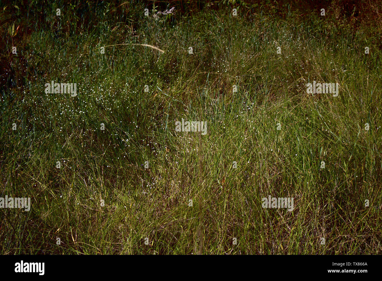 Brazilian savana hi-res stock photography and images - Alamy